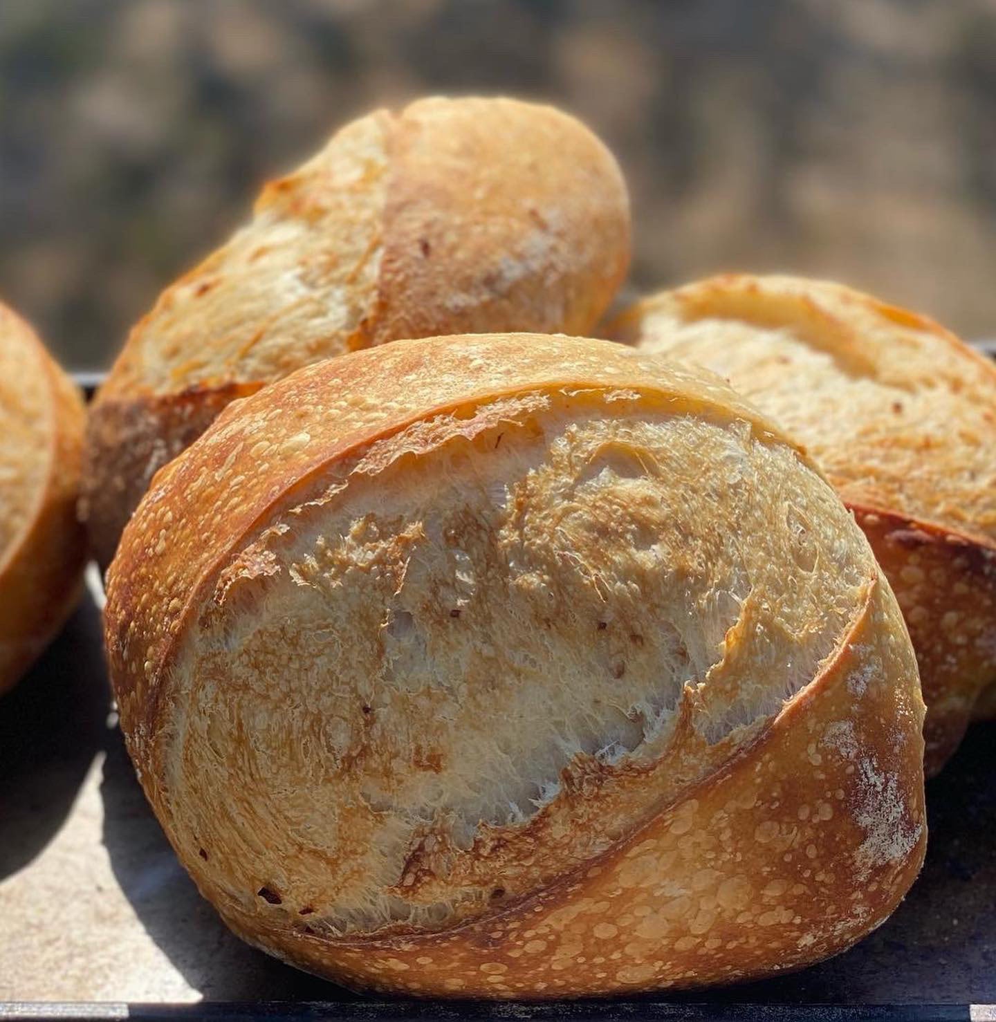 8/14 DELIVERY - Toasted Garlic Sourdough Bread | Twining Tree Farm